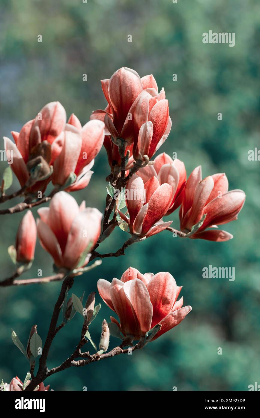 Beautiful magnolia tree blossoms in springtime. Jentle magnolia flower ...