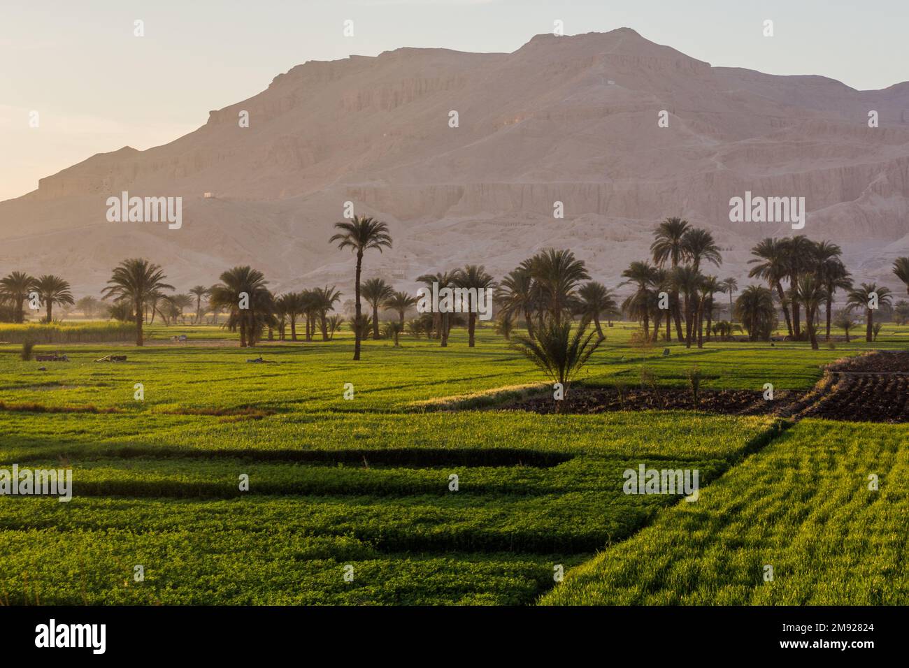 Palms and lush fields in the valley of Nile river, Egypt Stock Photo ...