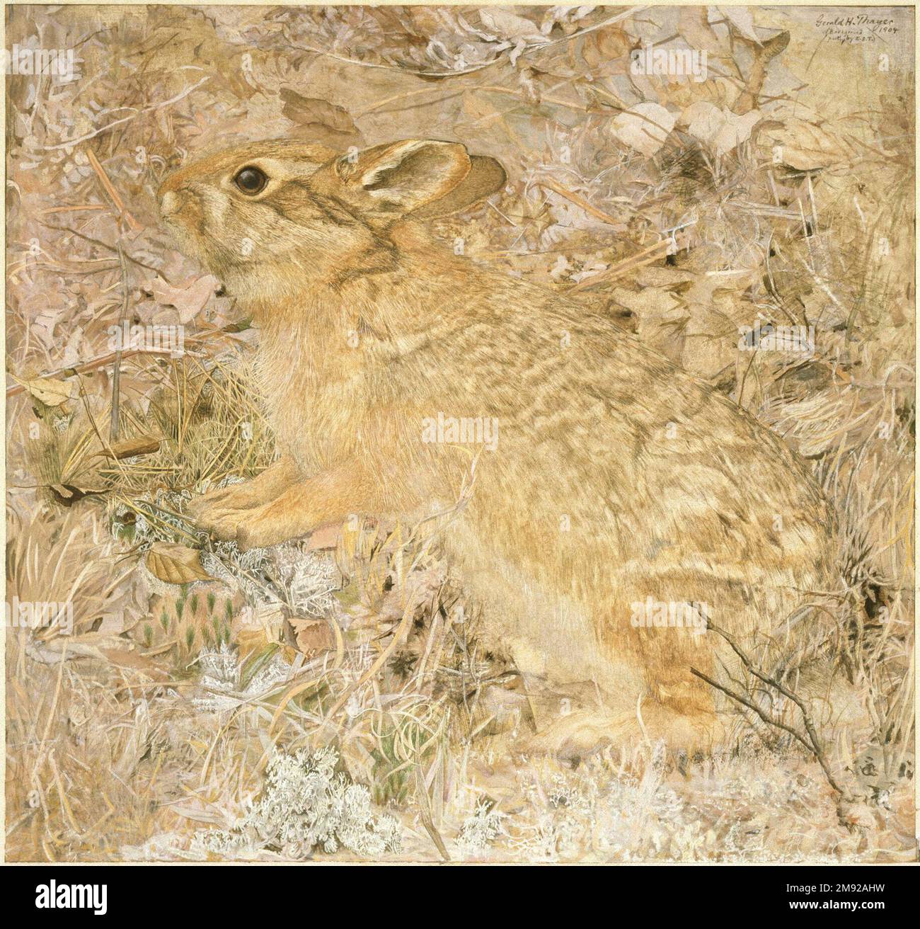 The Cotton-Tail Rabbit among Dry Grasses and Leaves Gerald H. Thayer ...