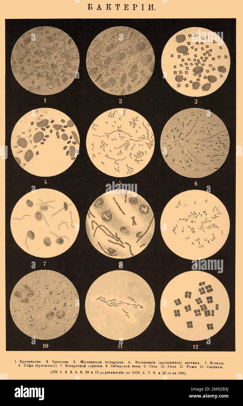 Micrococcus tetragenus hi-res stock photography and images - Alamy