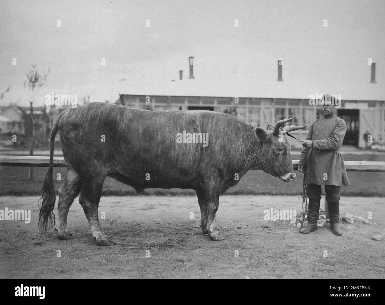 Exhibition of breeding cattle. Moscow 1896 Stock Photo - Alamy