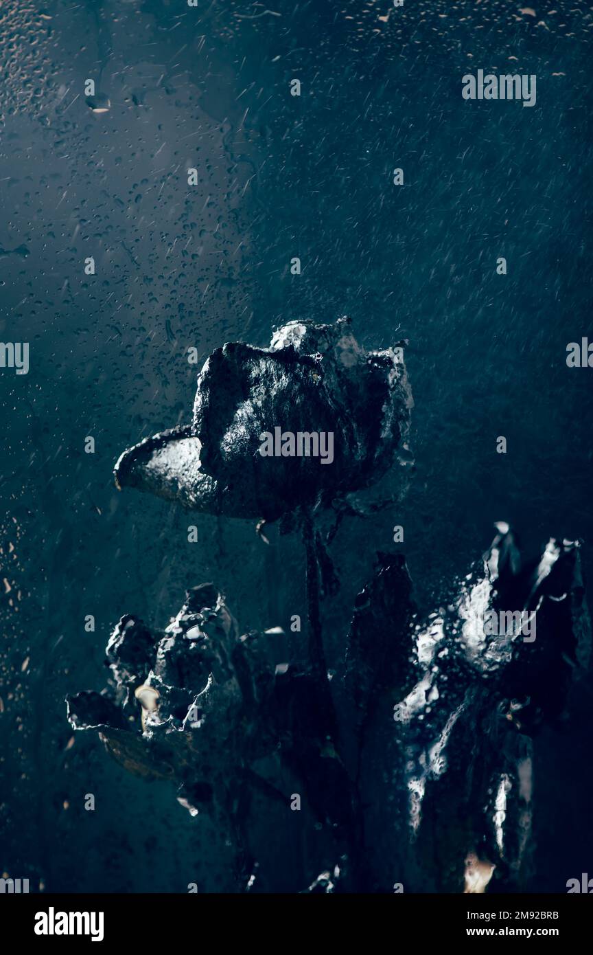 Bunch of beautiful faded flowers through the glass with rain drops ...