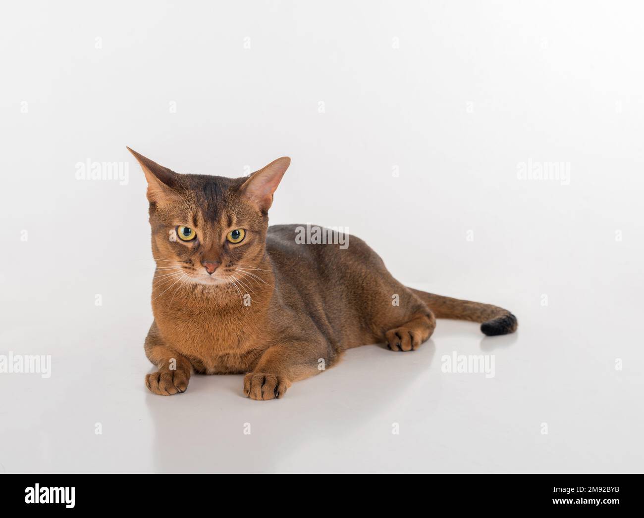 Abyssinian cat Portrait. Isolated on White Background Stock Photo - Alamy