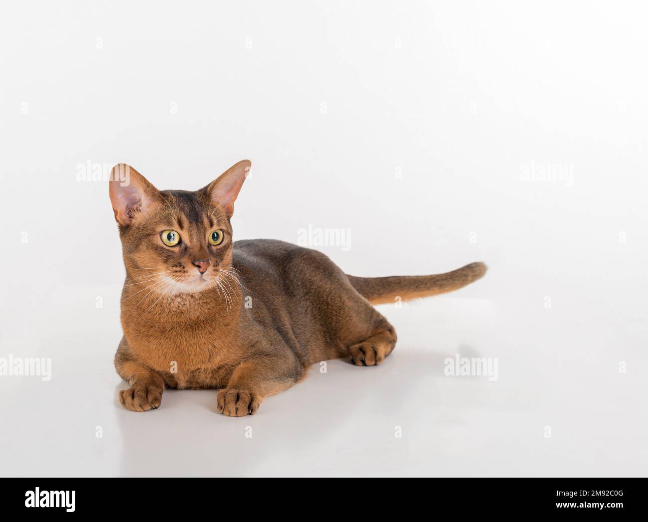 Abyssinian white eyes hi-res stock photography and images - Alamy