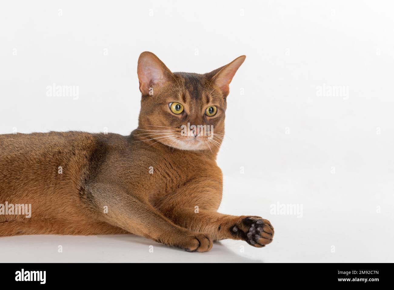Abyssinian cat Portrait. Isolated on White Background Stock Photo - Alamy