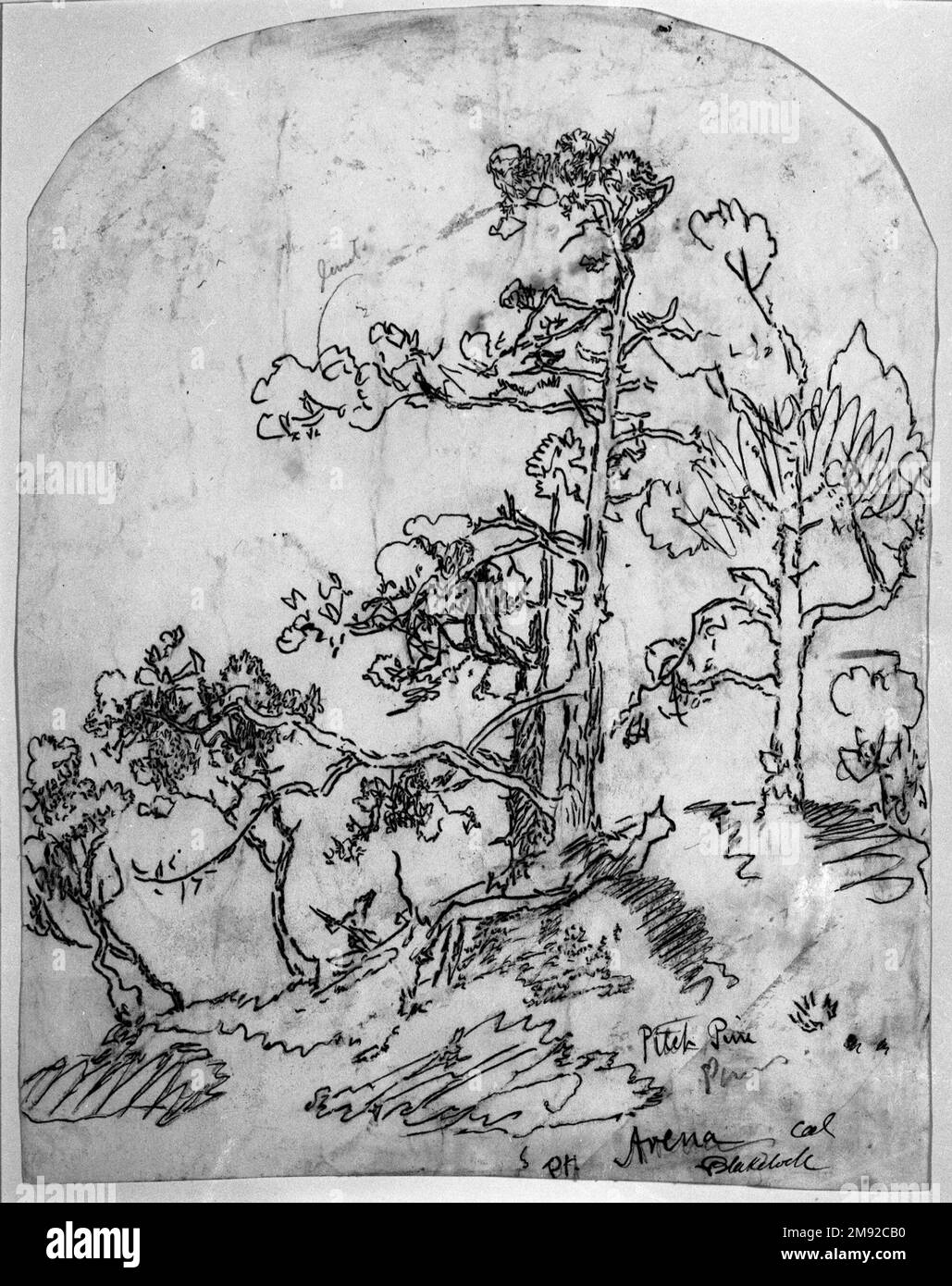 Pitch Pine, Point Arena, California Ralph Albert Blakelock (American ...