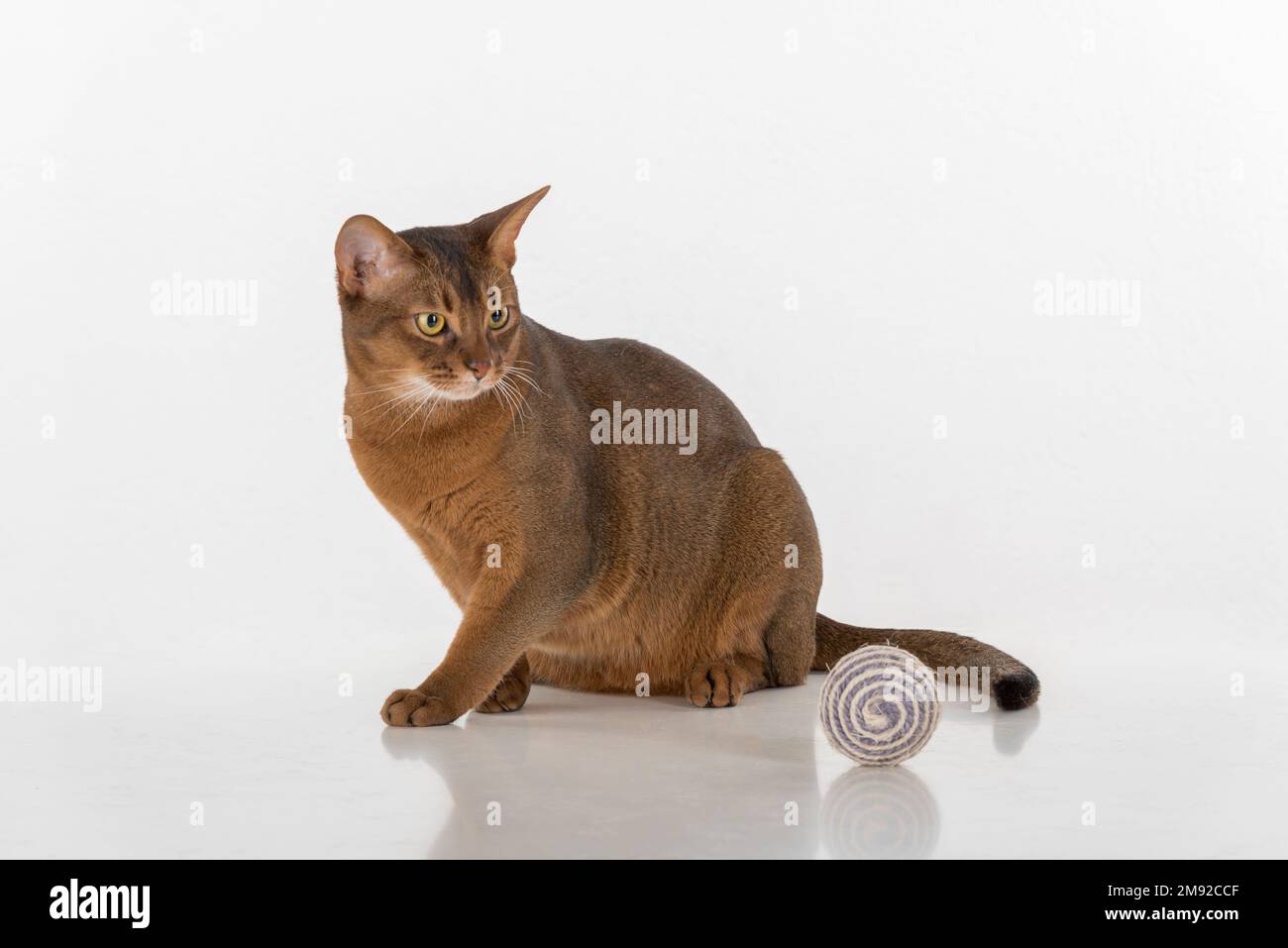 Abyssinian cat Portrait. Isolated on White Background Stock Photo - Alamy