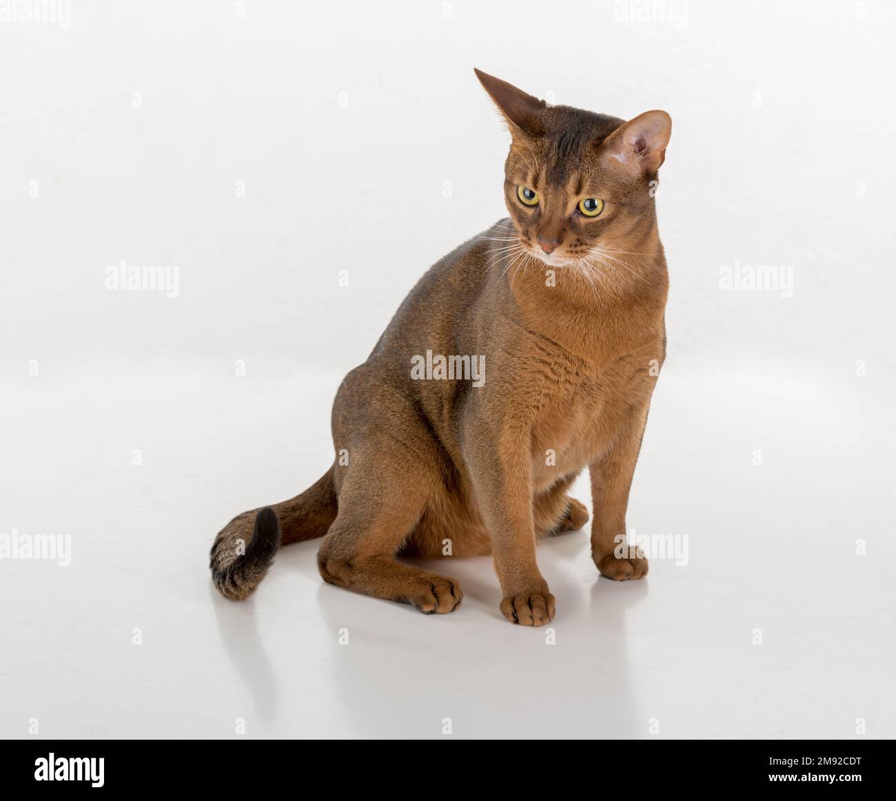 Abyssinian cat Portrait. Isolated on White Background Stock Photo - Alamy