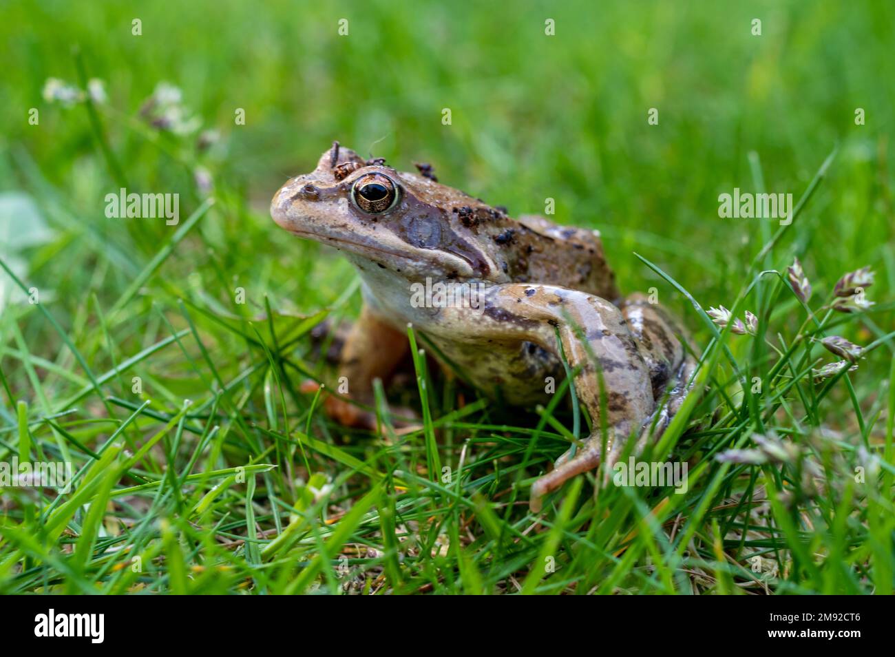A closeup shot of a green toad on a grassy field Stock Photo - Alamy