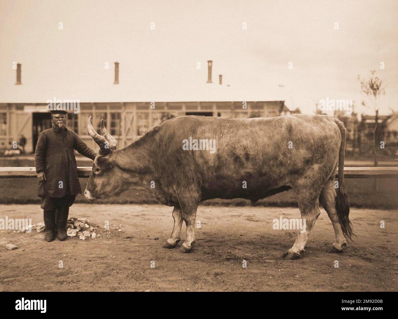 Exhibition of breeding cattle. Moscow Russia, 1896 Stock Photo - Alamy