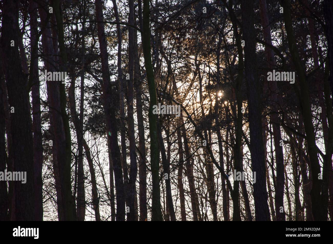 Winter landscape with the sun in contrast on a cold day, fields and ...