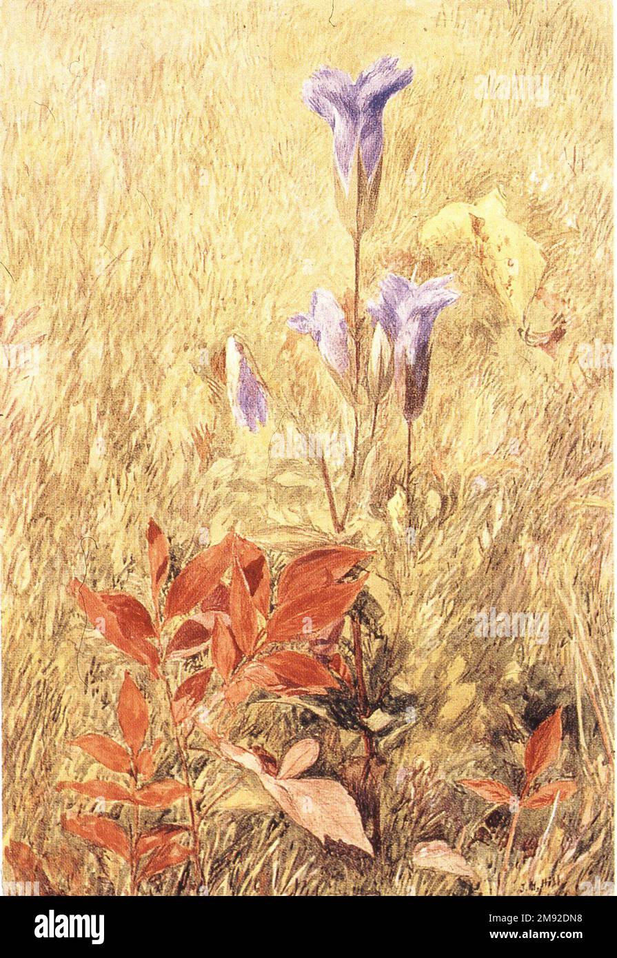 Fringed Gentians John Henry Hill (American, 1839-1922). Fringed ...