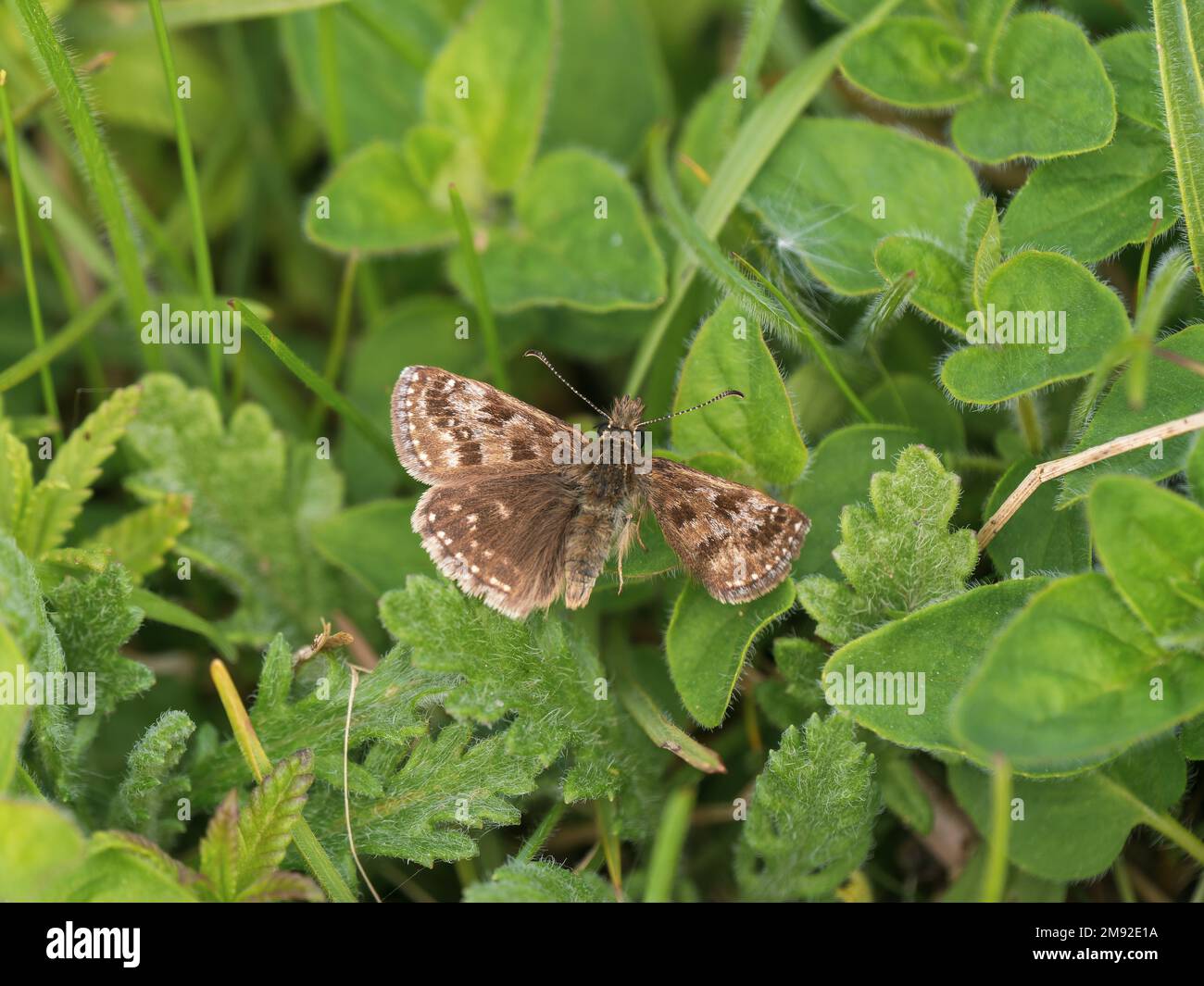 Dingy Skipper Resting in the Grass Stock Photo - Alamy