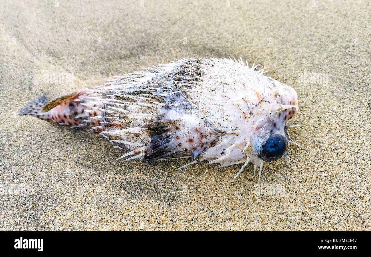 Dead puffer fish washed up on the beach lies on the sand in Zicatela ...