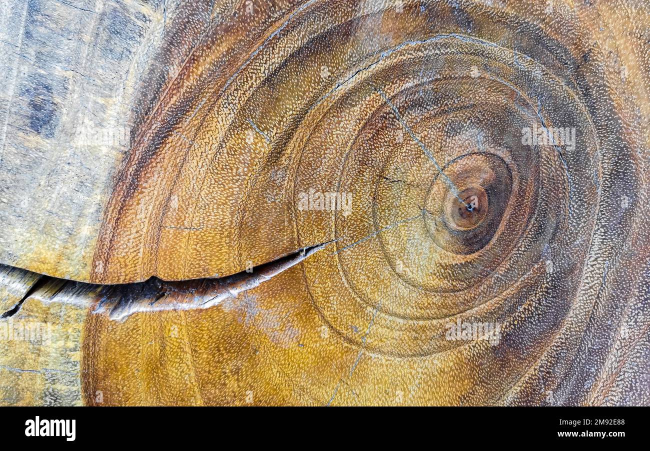 Old rough wood texture from a table in Zicatela Puerto Escondido Oaxaca ...