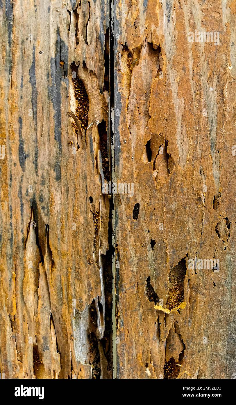Old rough wood texture from a table in Zicatela Puerto Escondido Oaxaca ...