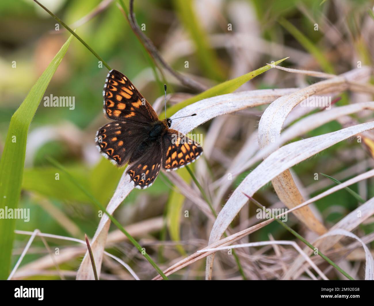 Duke of Burgundy Butterfly Resting on a Grass Stem Stock Photo - Alamy