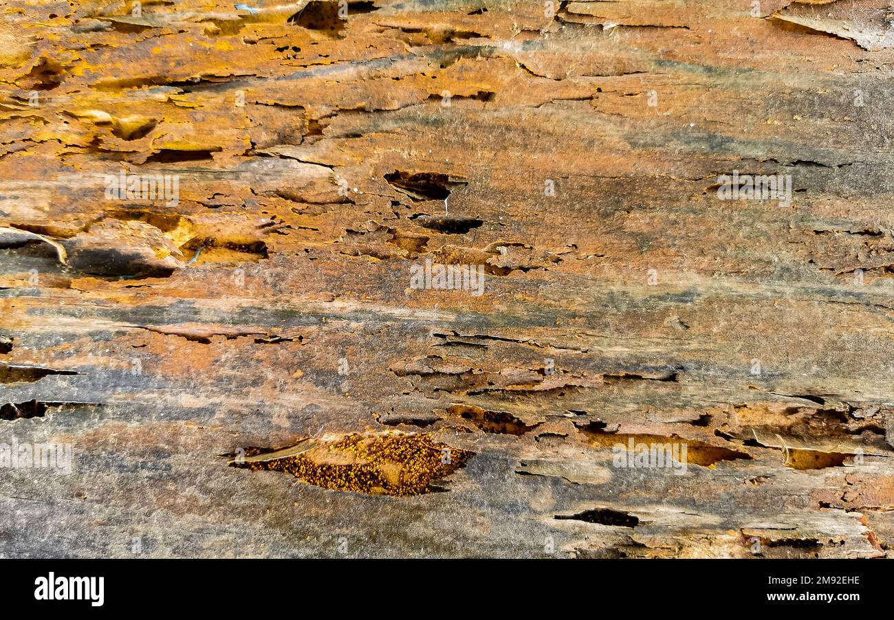 Old rough wood texture from a table in Zicatela Puerto Escondido Oaxaca ...