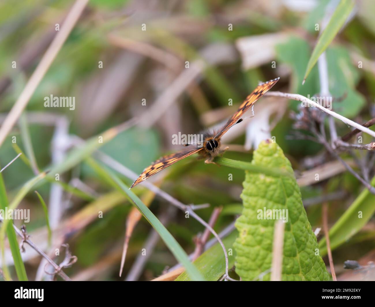 Duke of Burgundy Butterfly Resting on a Grass Stem Stock Photo - Alamy