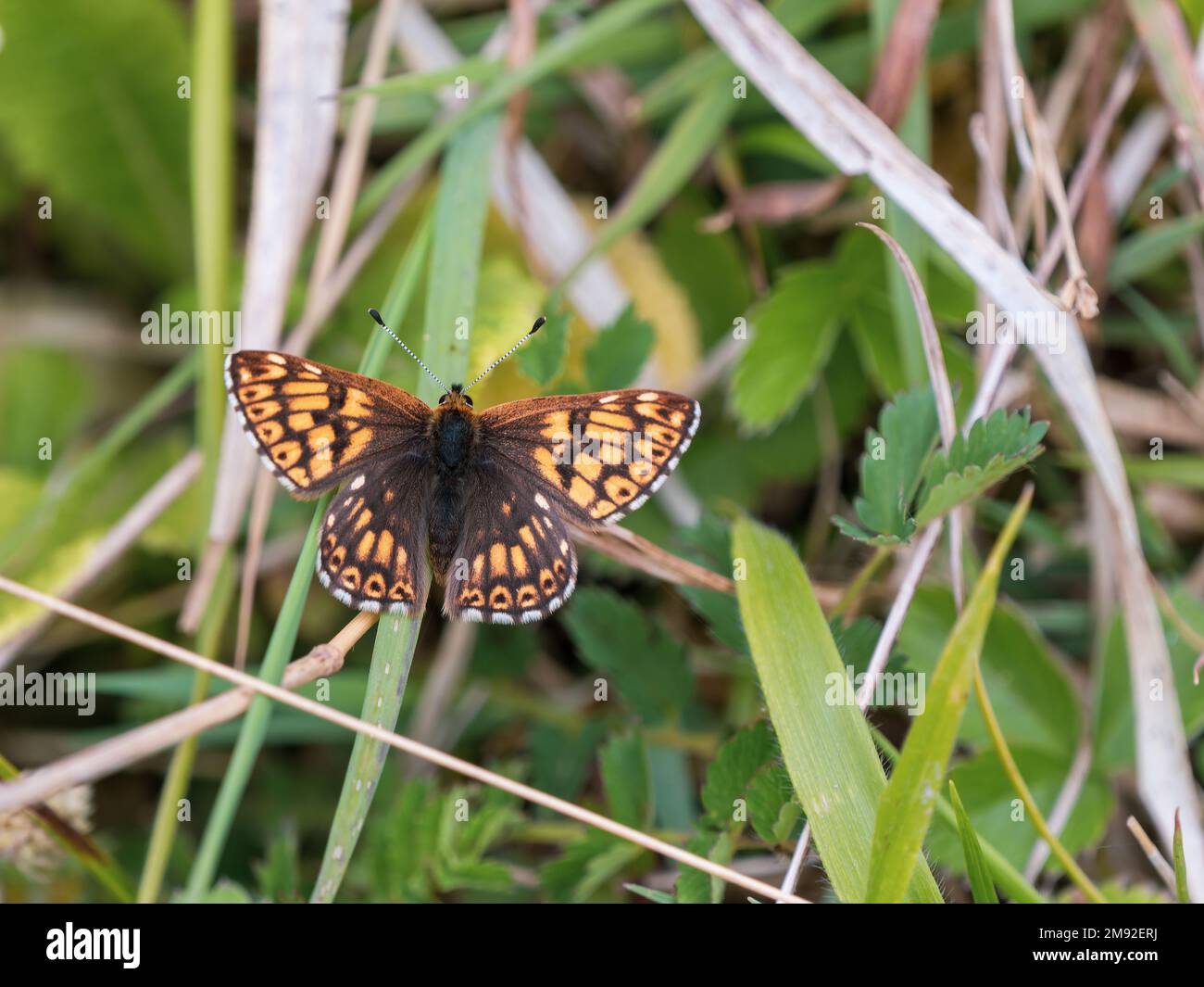 Duke of Burgundy Butterfly Resting on a Grass Stem Stock Photo - Alamy