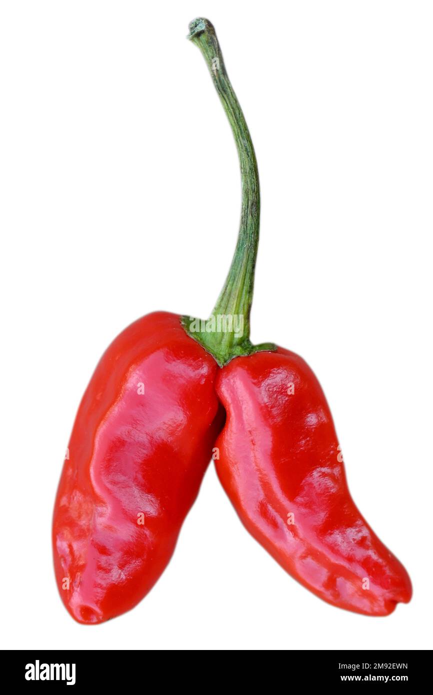 A vertical closeup of a red chili pepper in a shape of lungs isolated ...