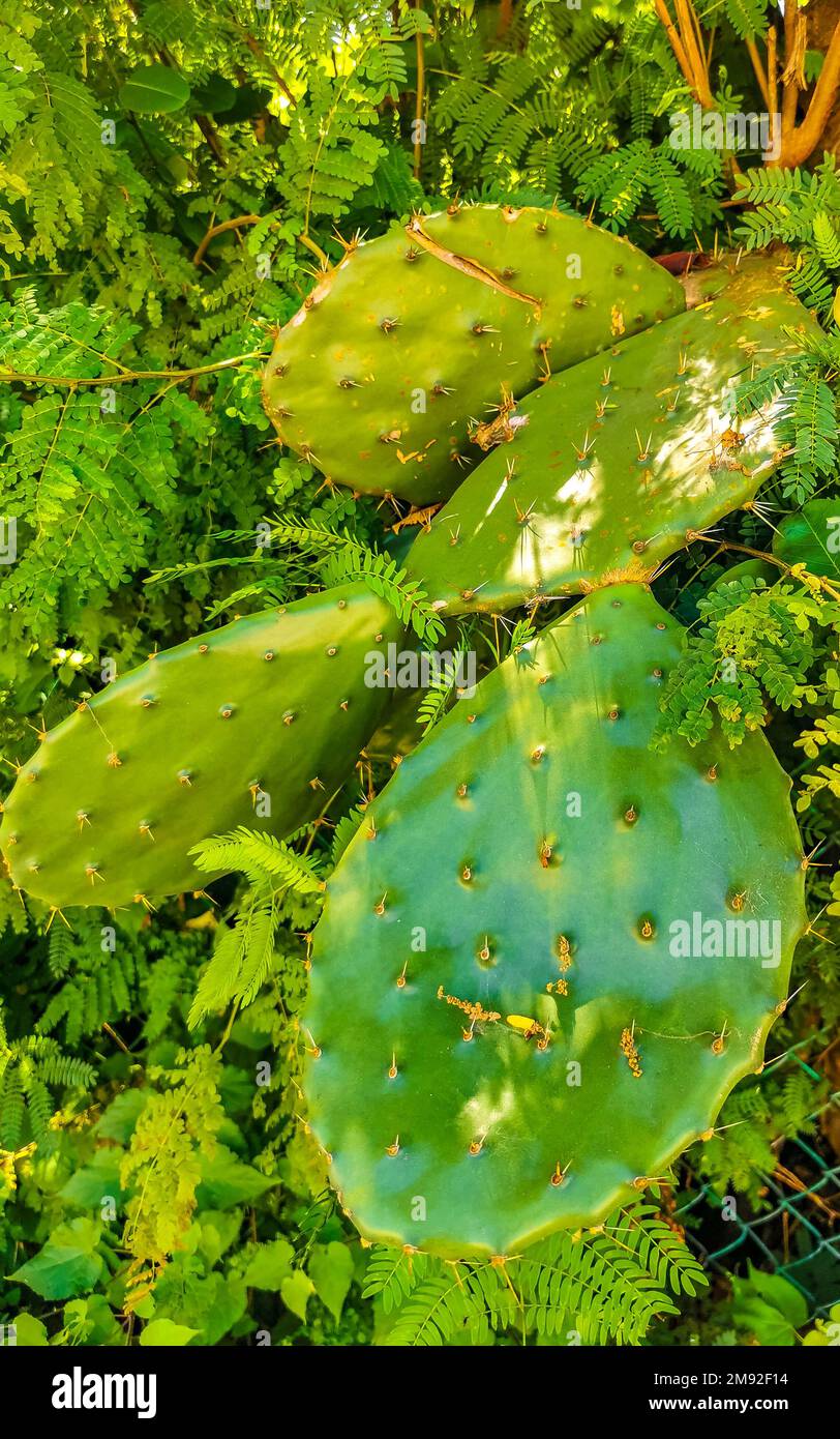 Tropical mexican cacti cactus jungle plants trees and natural forest ...