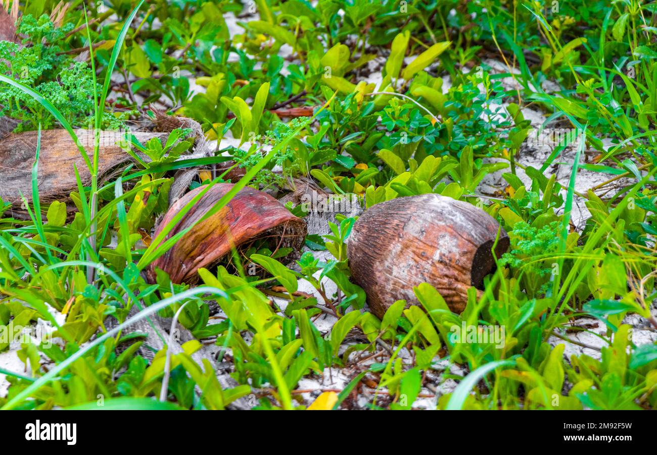Old fallen coconut lies on the beach and rots away in Playa del Carmen ...