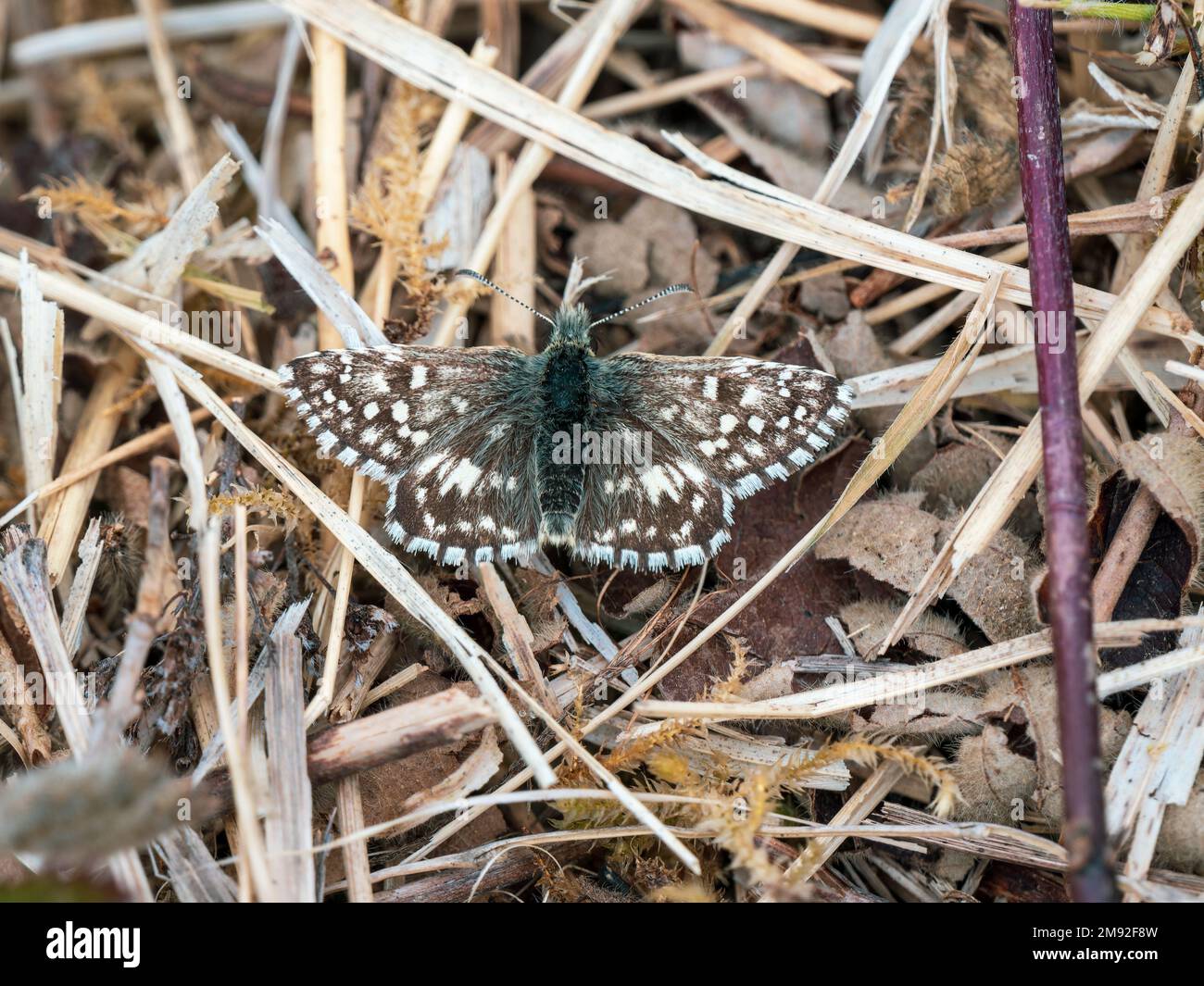 Grizzled Skipper Resting With its Wings Open Stock Photo - Alamy