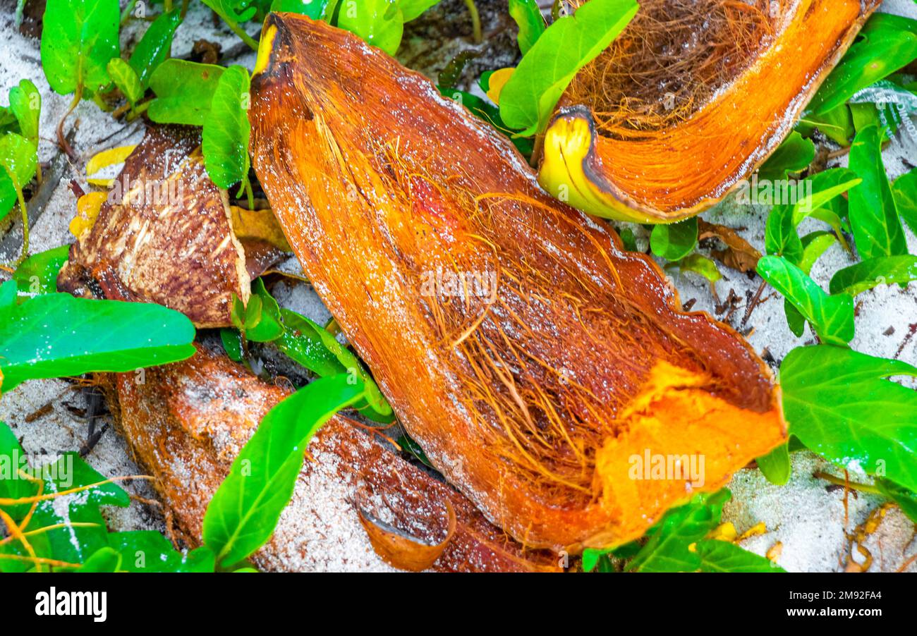 Old fallen coconut lies on the beach and rots away in Playa del Carmen ...