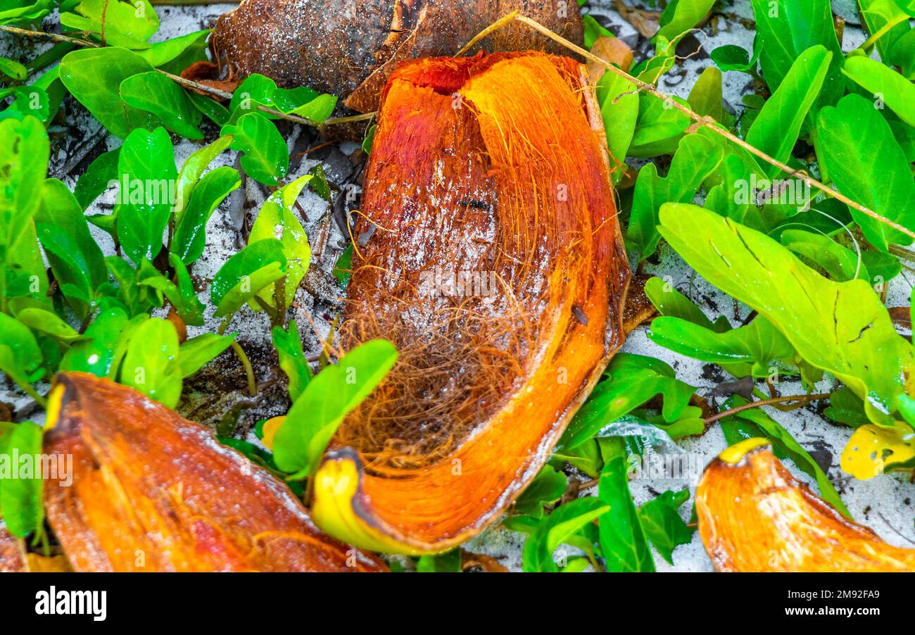 Old fallen coconut lies on the beach and rots away in Playa del Carmen ...