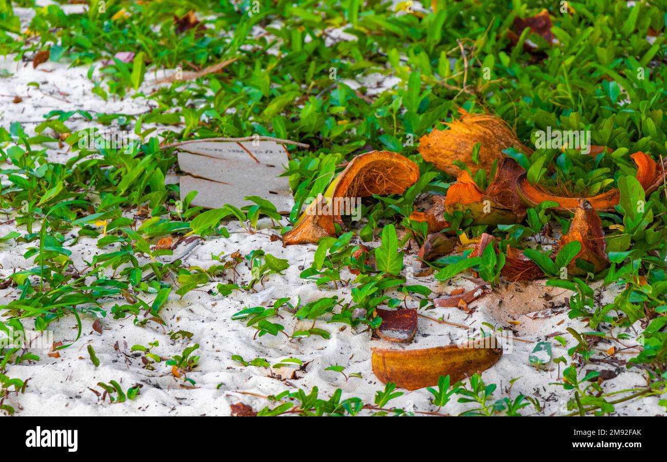 Old fallen coconut lies on the beach and rots away in Playa del Carmen ...
