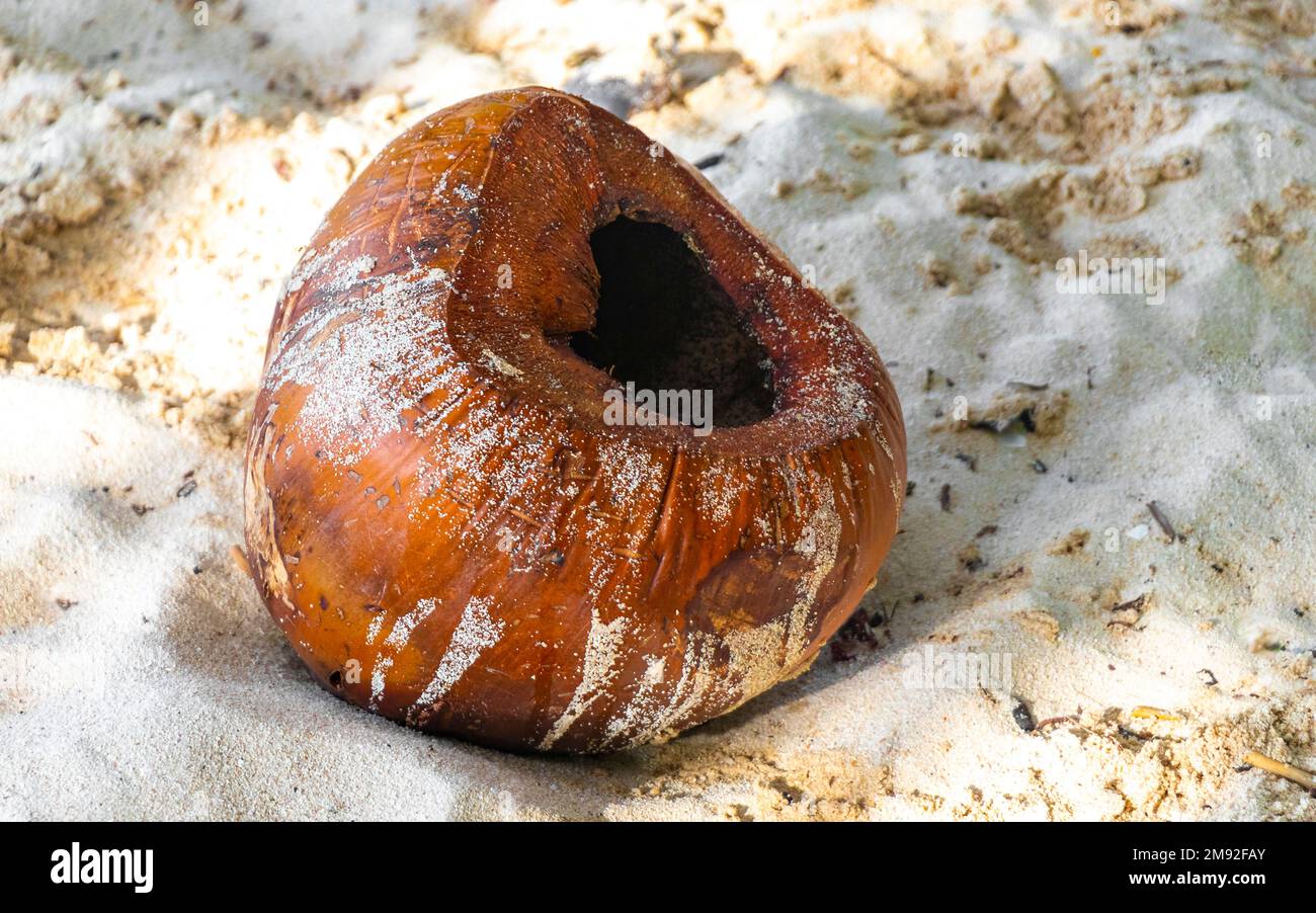 Old fallen coconut lies on the beach and rots away in Playa del Carmen ...