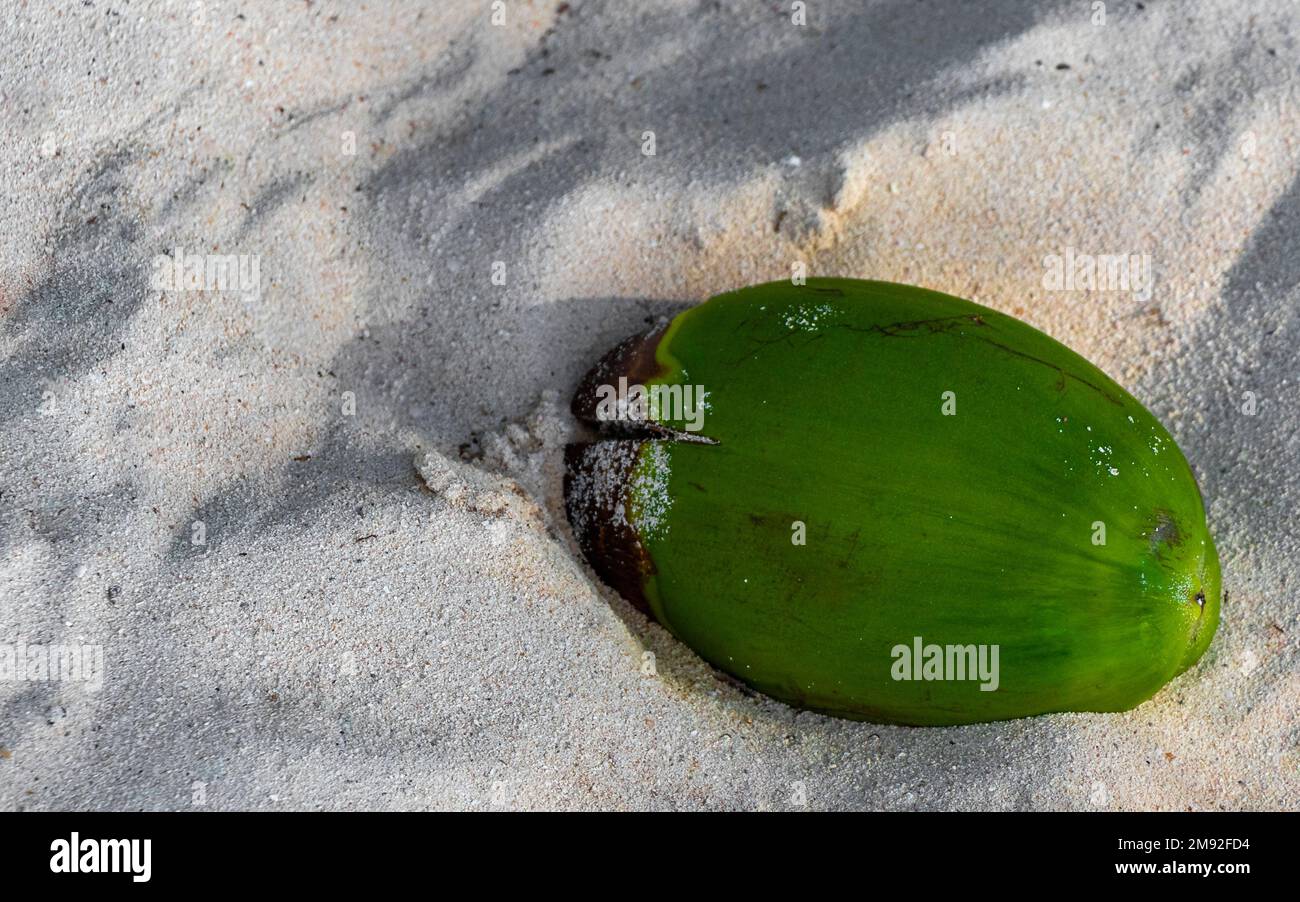 Old fallen coconut lies on the beach and rots away in Playa del Carmen ...