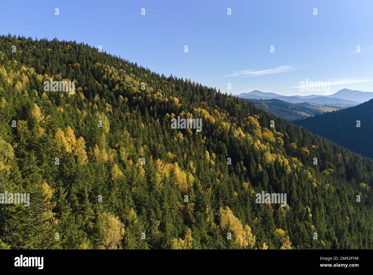Aerial view of hillside with dark spruce forest trees at fall bright ...