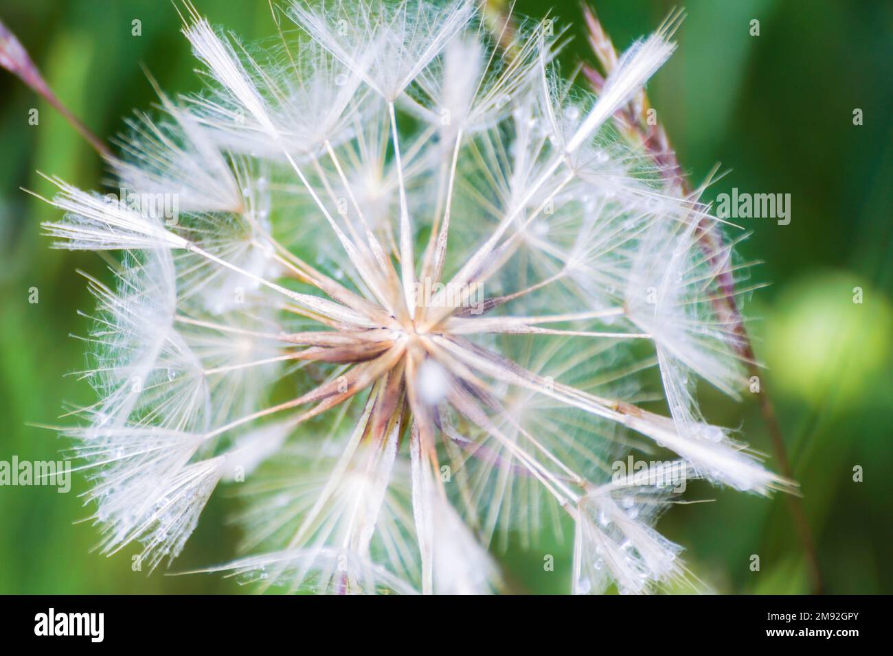 Dandelion sprout hi-res stock photography and images - Alamy