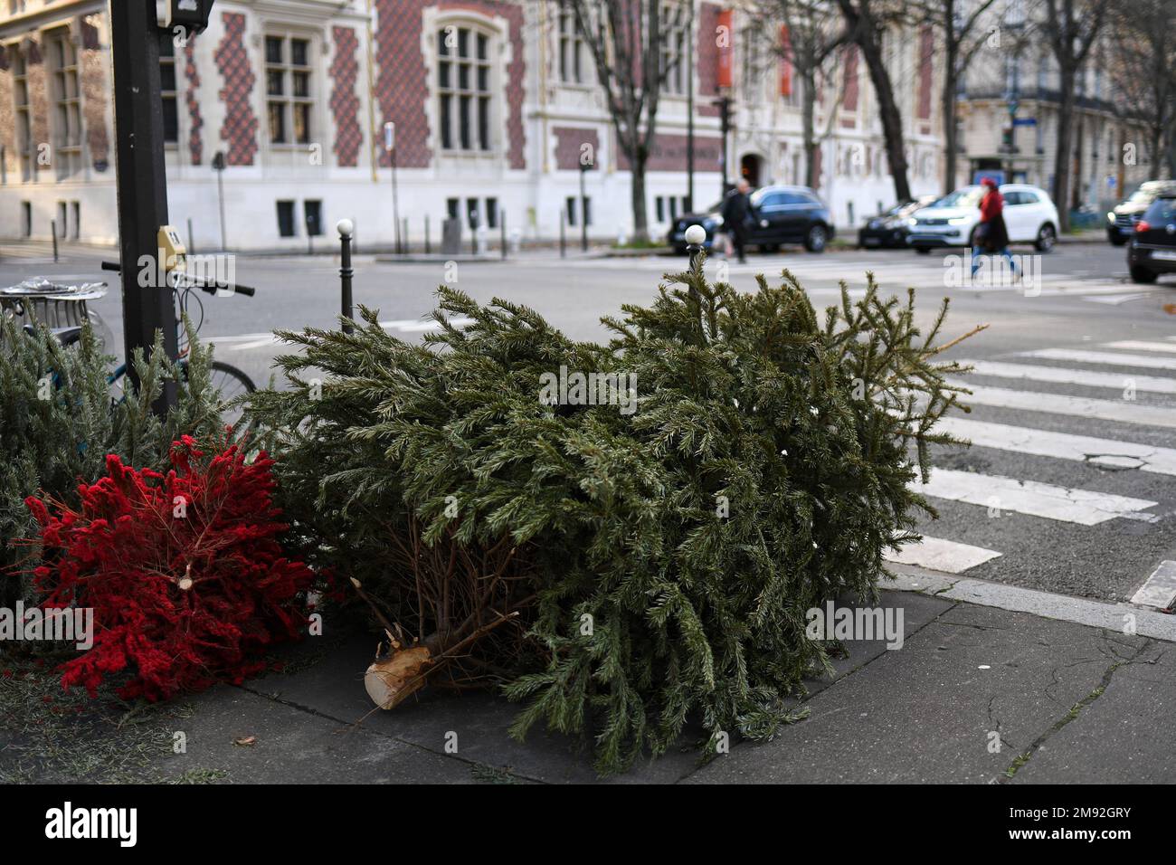 Paris, France. 15th Jan, 2023. Discarded Christmas trees sit at a ...