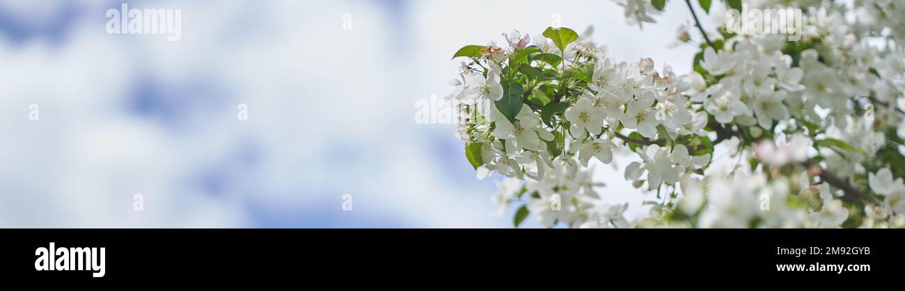 Empty apple tree hi-res stock photography and images - Alamy