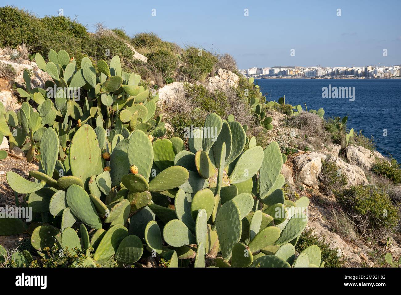 Ripe malta hi-res stock photography and images - Alamy