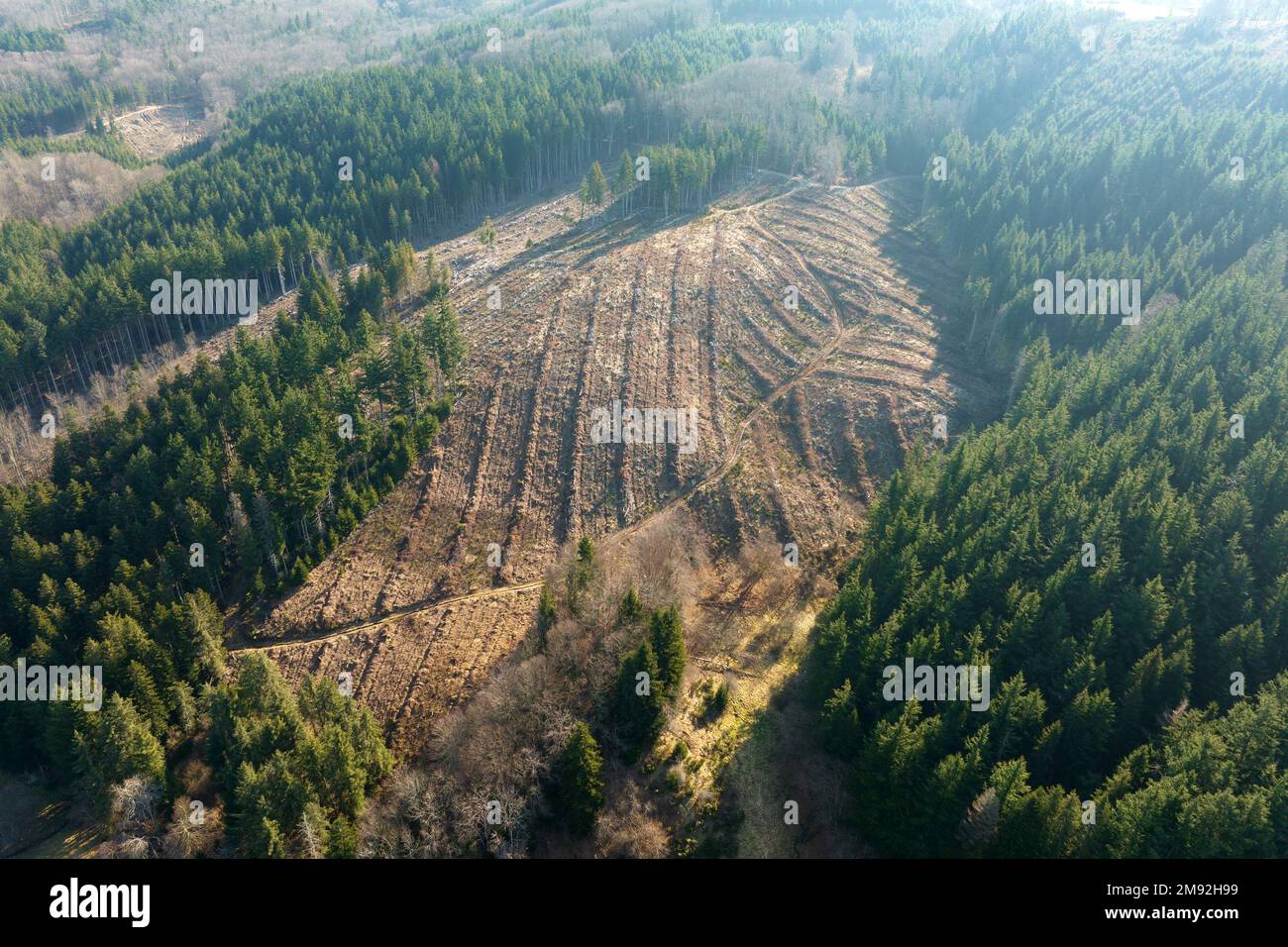 Aerial view of pine forest with large area of cut down trees as result ...