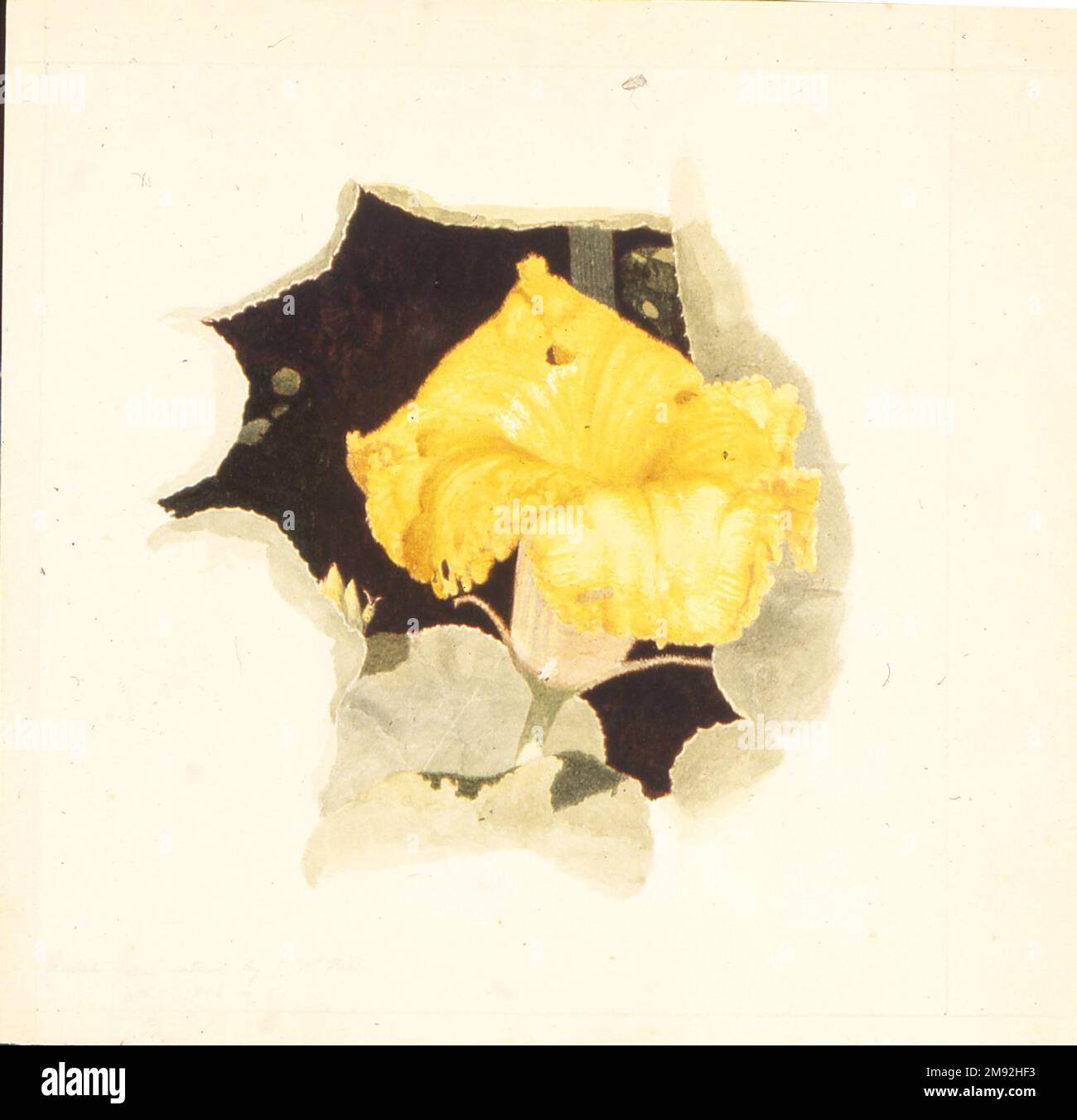Yellow Blossom John William Hill (American, 1812-1879). Yellow Blossom ...
