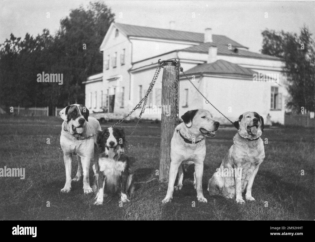 Dogs tied up Black and White Stock Photos & Images - Alamy