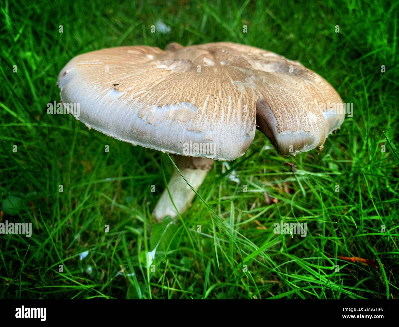 A closeup shot of a wild mushroom growing at the entrance to a country ...