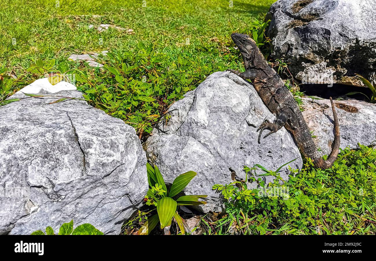 Huge Iguana gecko animal on rocks at the ancient Tulum ruins Mayan site ...