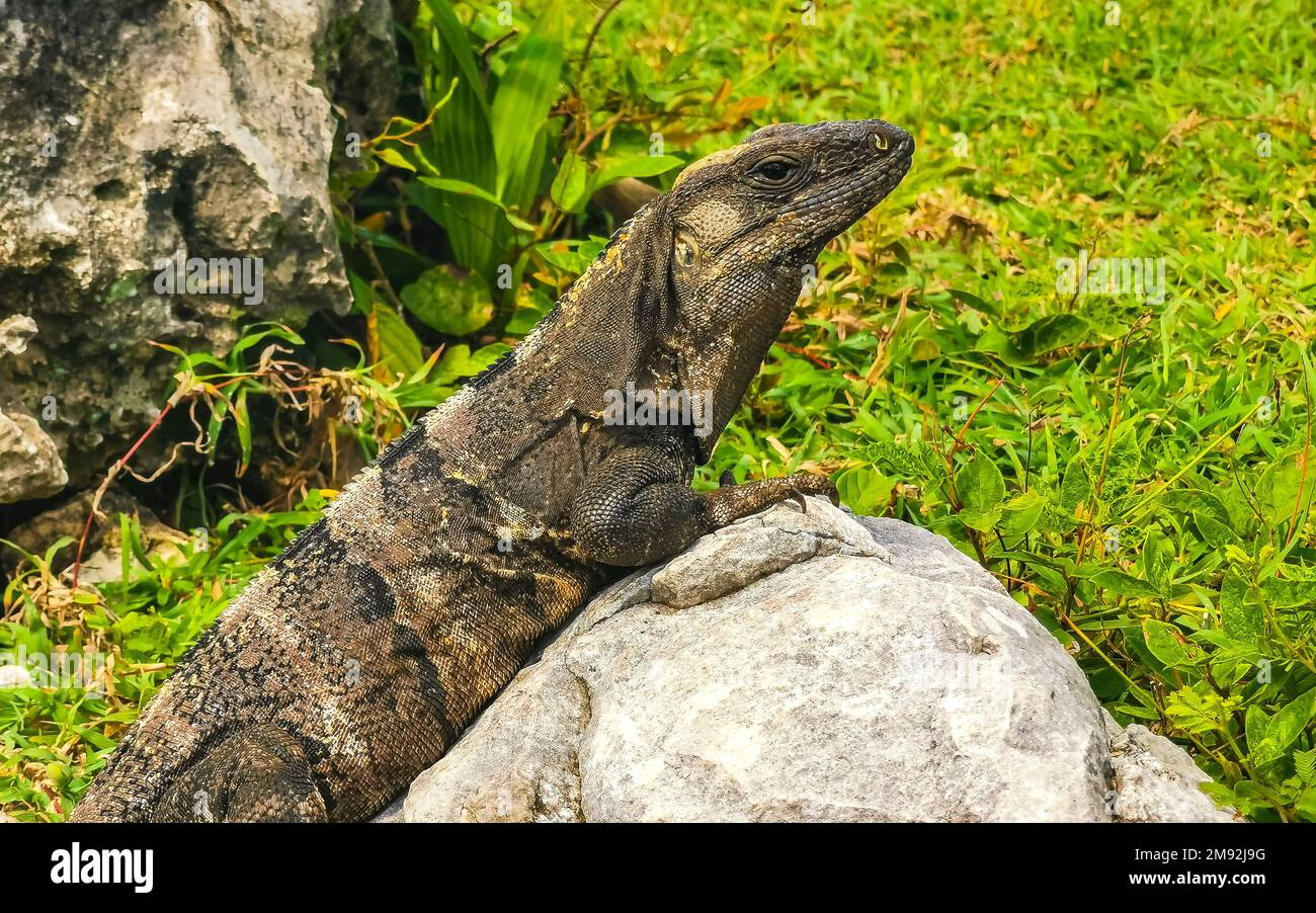 Huge Iguana gecko animal on rocks at the ancient Tulum ruins Mayan site ...