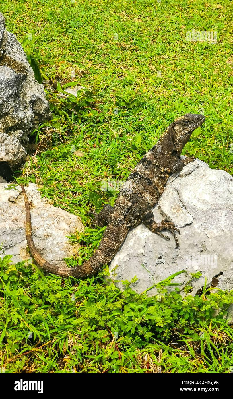 Huge Iguana gecko animal on rocks at the ancient Tulum ruins Mayan site ...