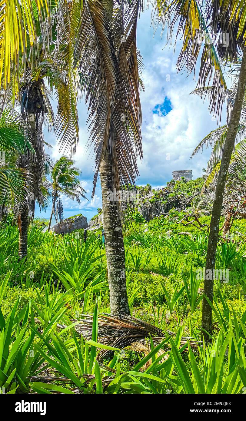 Tropical natural mexican palm tree with coconuts and blue sky ...