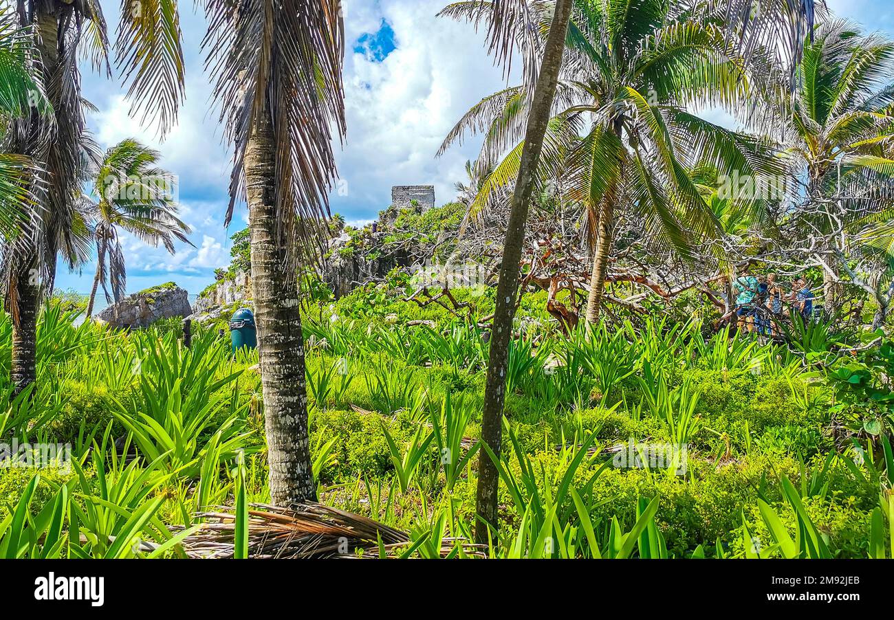 Tropical natural mexican palm tree with coconuts and blue sky ...