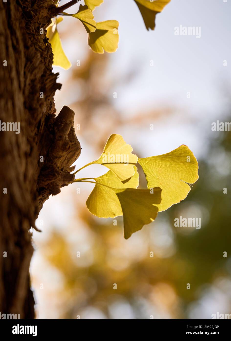 Close up of back lit golden ginkgo leaves Stock Photo - Alamy