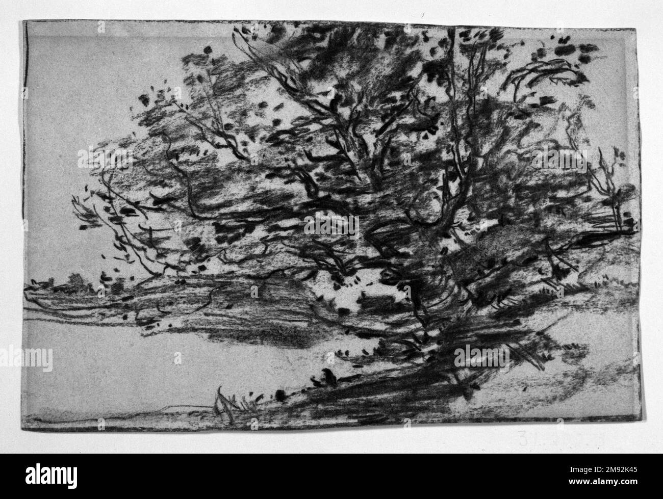 Study of Trees Joseph Frank Currier (American, 1843-1909). Study of ...