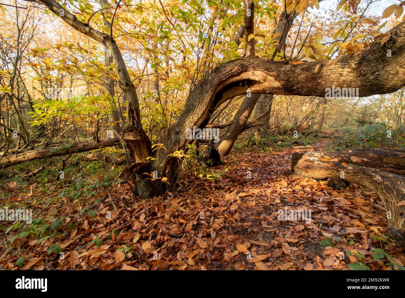 Natural close up semi-abstract patterns and textures in the environment ...